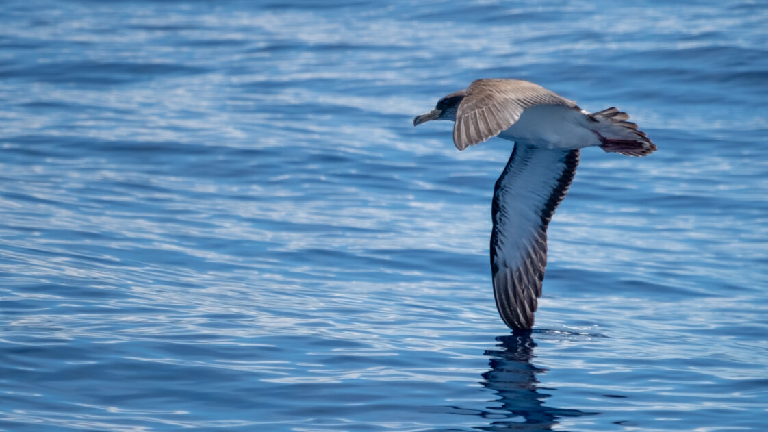 Organic Farming in the Azores | Guide to the Azores