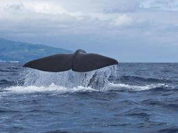 Animals and Plants in the Azores | Guide to The Azores